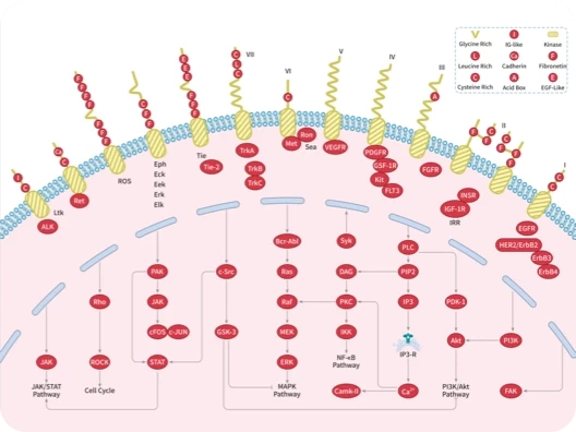 TargetMol明星分子——LPS